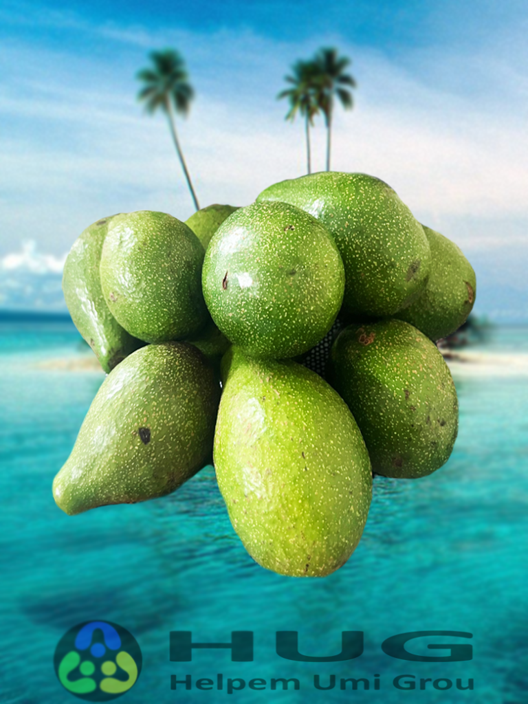Avacado - HUG Solomons