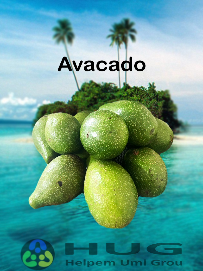 Avacado - HUG Solomons